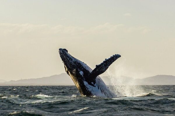 Whale Watching Season | The best ways to see whales