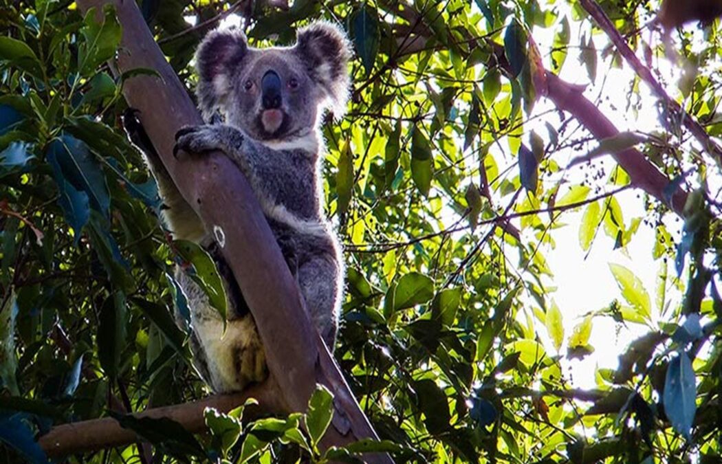 Cudgen Nature Reserve | Tweed Tourism